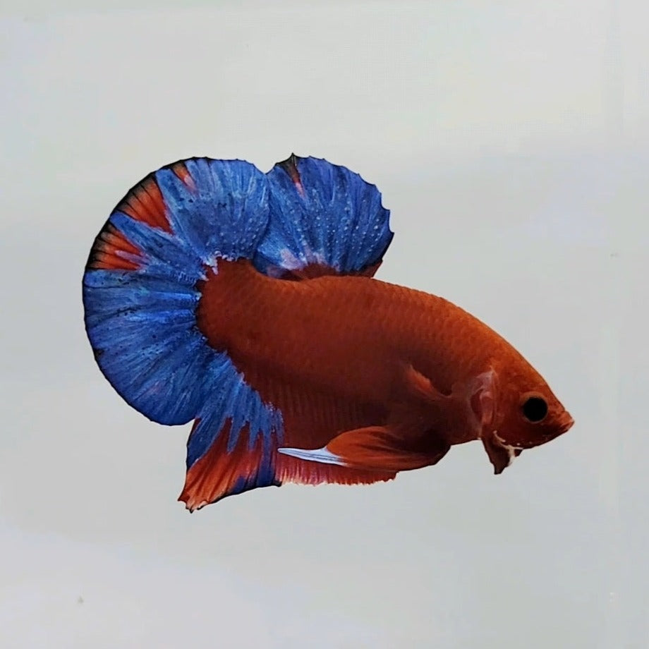 Hellboy Male Betta Fish HB-0489 — JV Betta