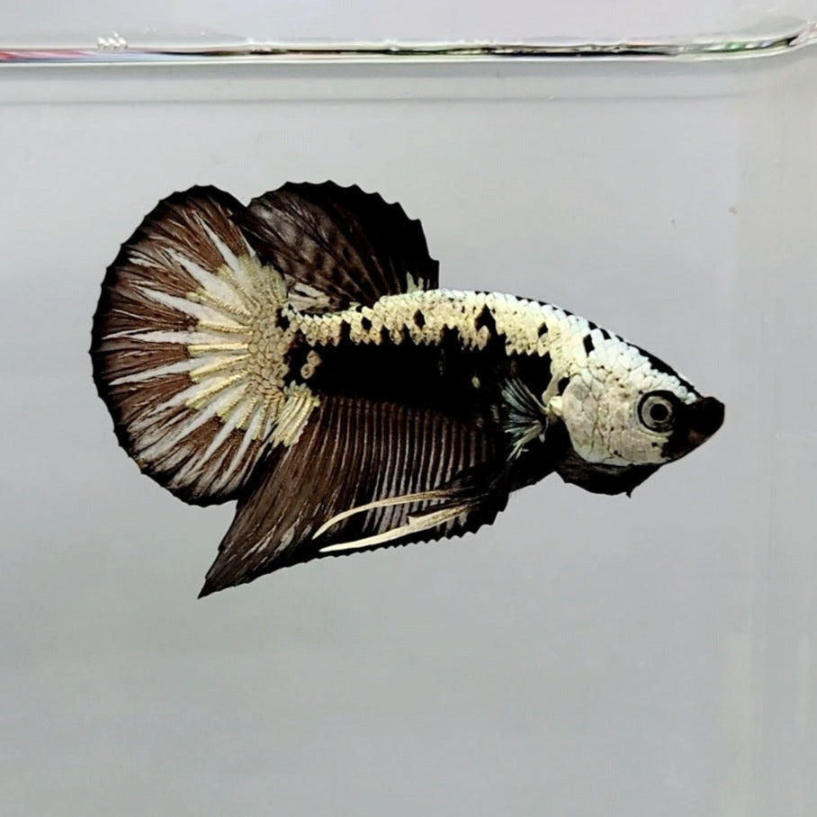 Black Samurai Male Betta Fish BS-0505 — JV Betta