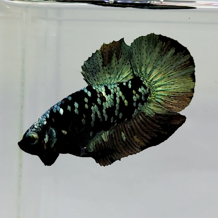 Copper Betta Fish — JV Betta