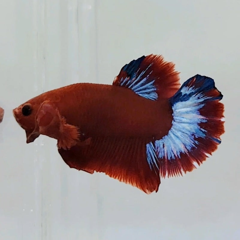 Hellboy Male Betta Fish HB-0551 — JV Betta