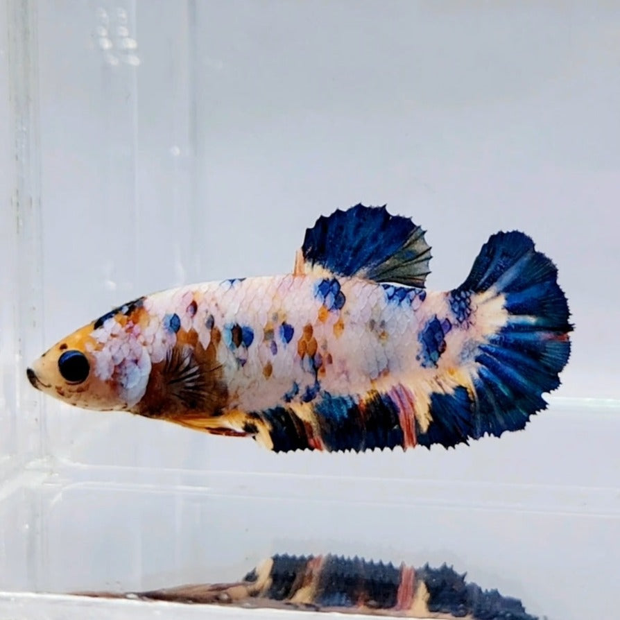 Galaxy Koi Female Betta Fish GK-0558 — JV Betta