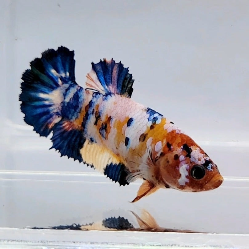 Galaxy Koi Female Betta Fish GK-0561 — JV Betta