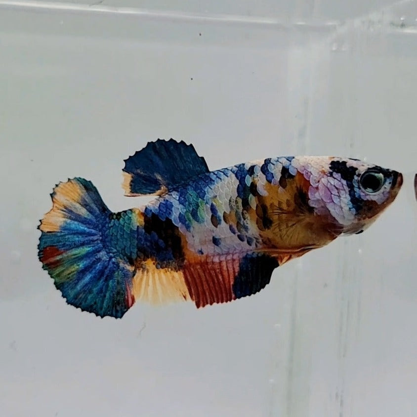 Galaxy Koi Female Betta Fish GK-0562 — JV Betta