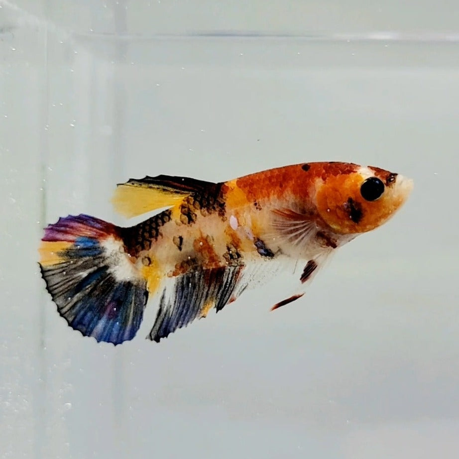 Galaxy Koi Female Betta Fish GK-0568 — JV Betta