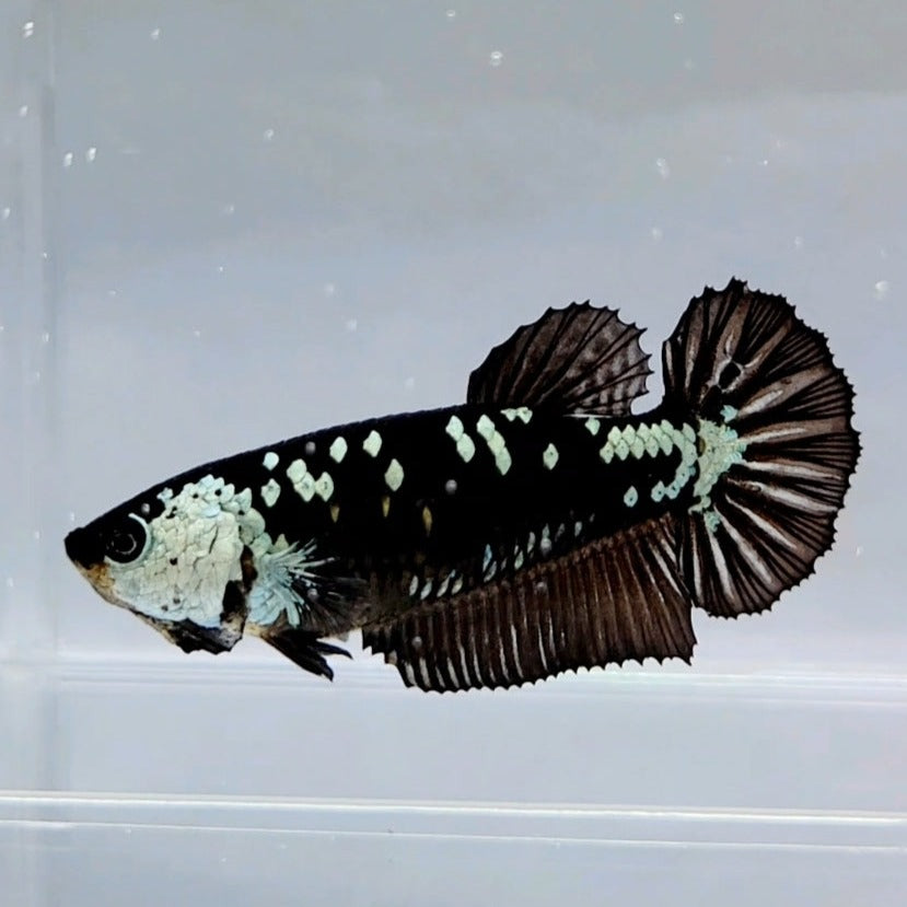 Black Mamba Female Betta Fish BS-0578 — JV Betta