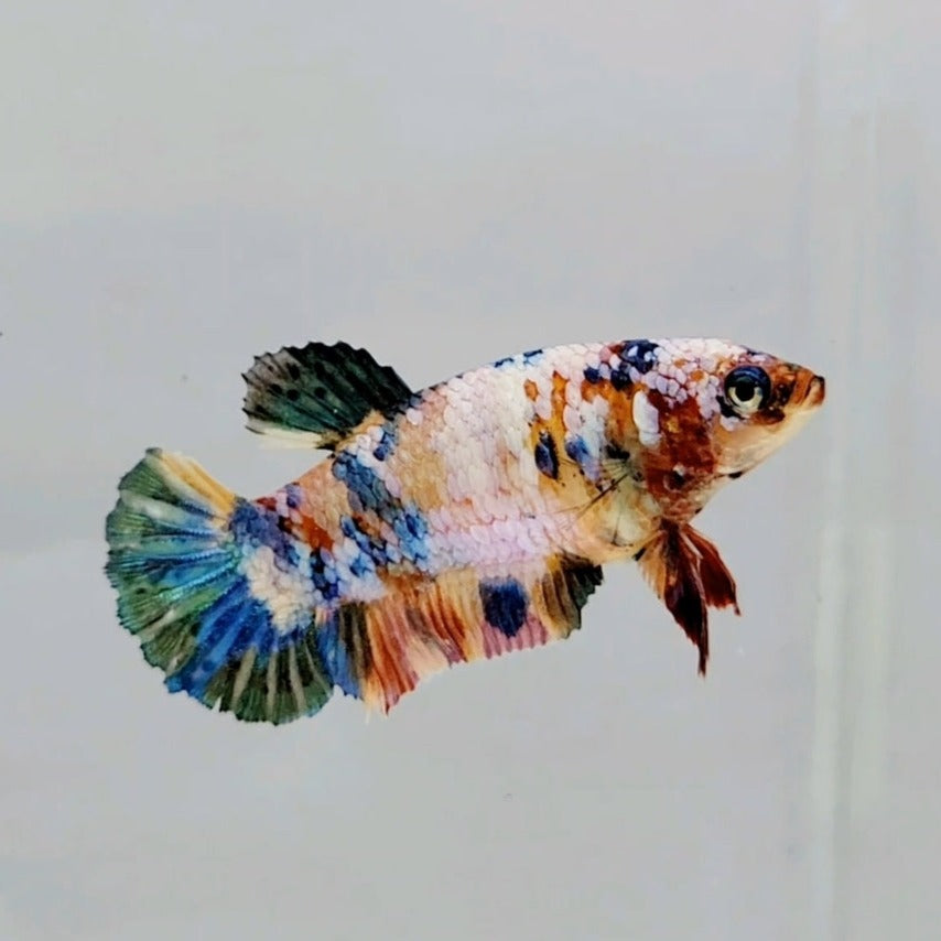 Galaxy Koi Female Betta Fish GK-0587 — JV Betta