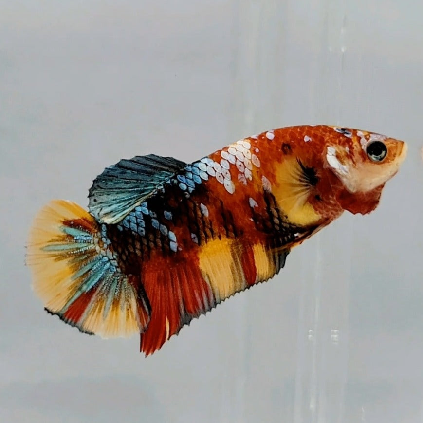 Galaxy Koi Female Betta Fish GK-0588 — JV Betta