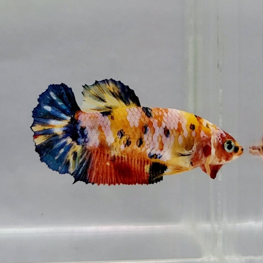 Galaxy Koi Female Betta Fish GK-0590 — JV Betta