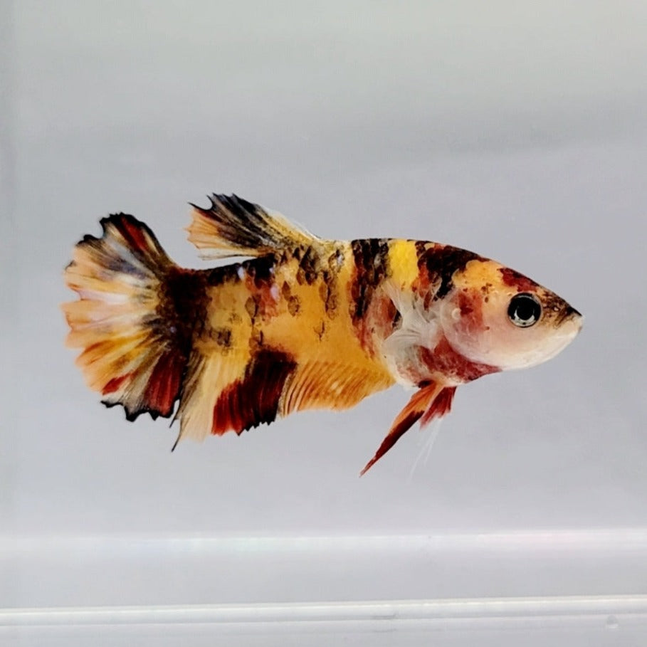 Galaxy Koi Female Betta Fish GK-0591 — JV Betta