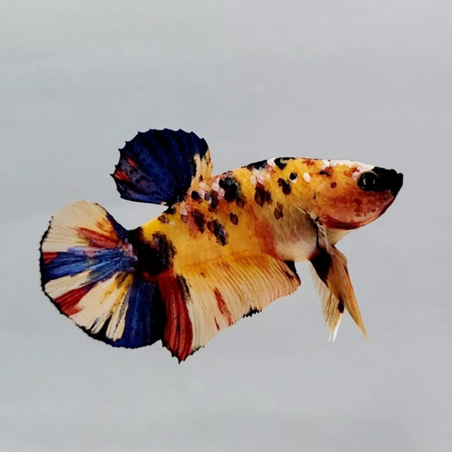 Galaxy Koi Female Betta Fish GK-0593 — JV Betta
