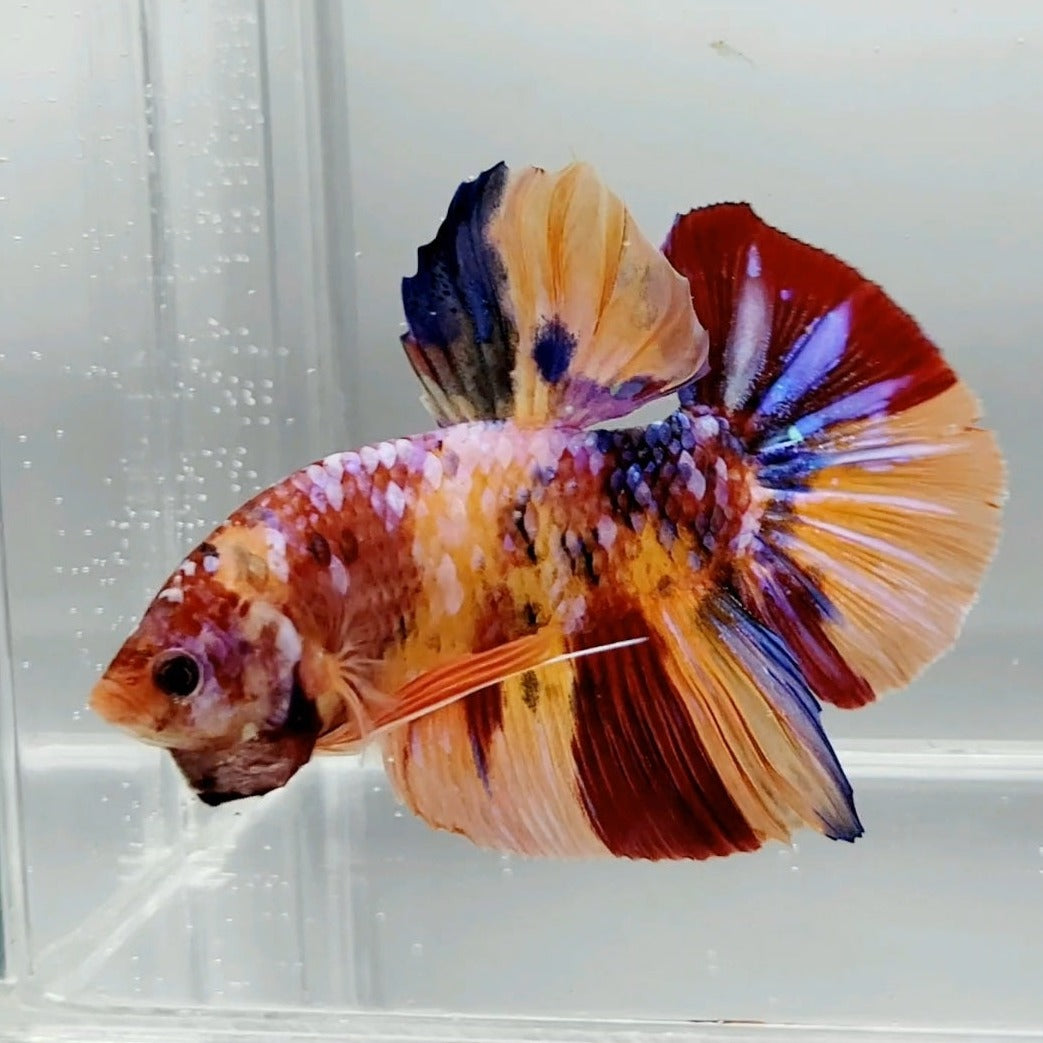 Candy Koi Giant Betta Fish Male GB-0612 — JV Betta