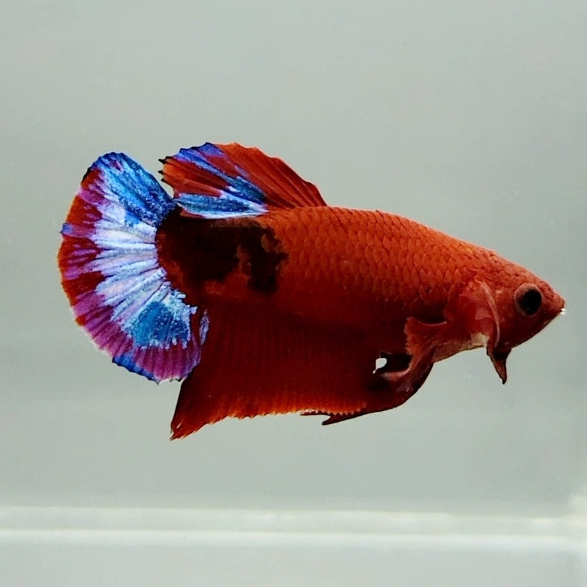 Hellboy Betta Fish Female HB-0620 — JV Betta