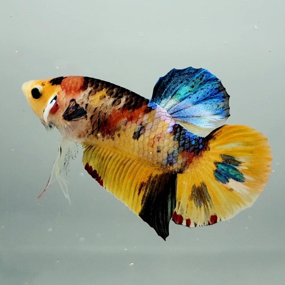 Galaxy Koi Betta Fish Male GK-0626 — JV Betta