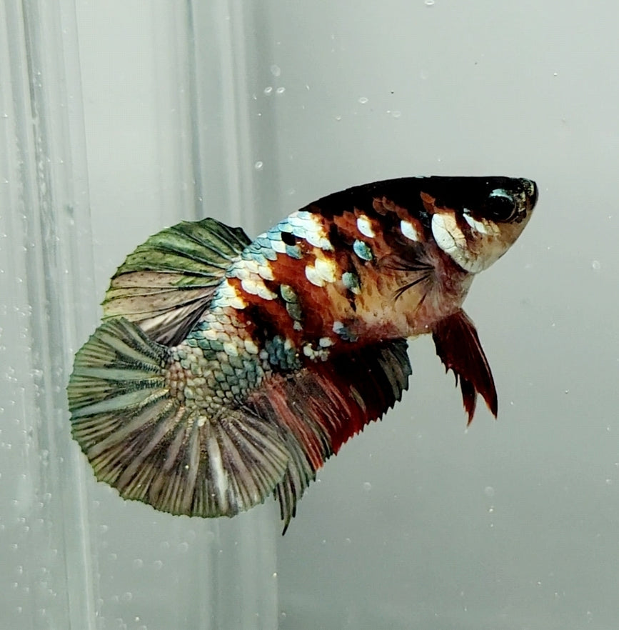 Red Copper Koi Female Betta Fish RC-0627 — JV Betta