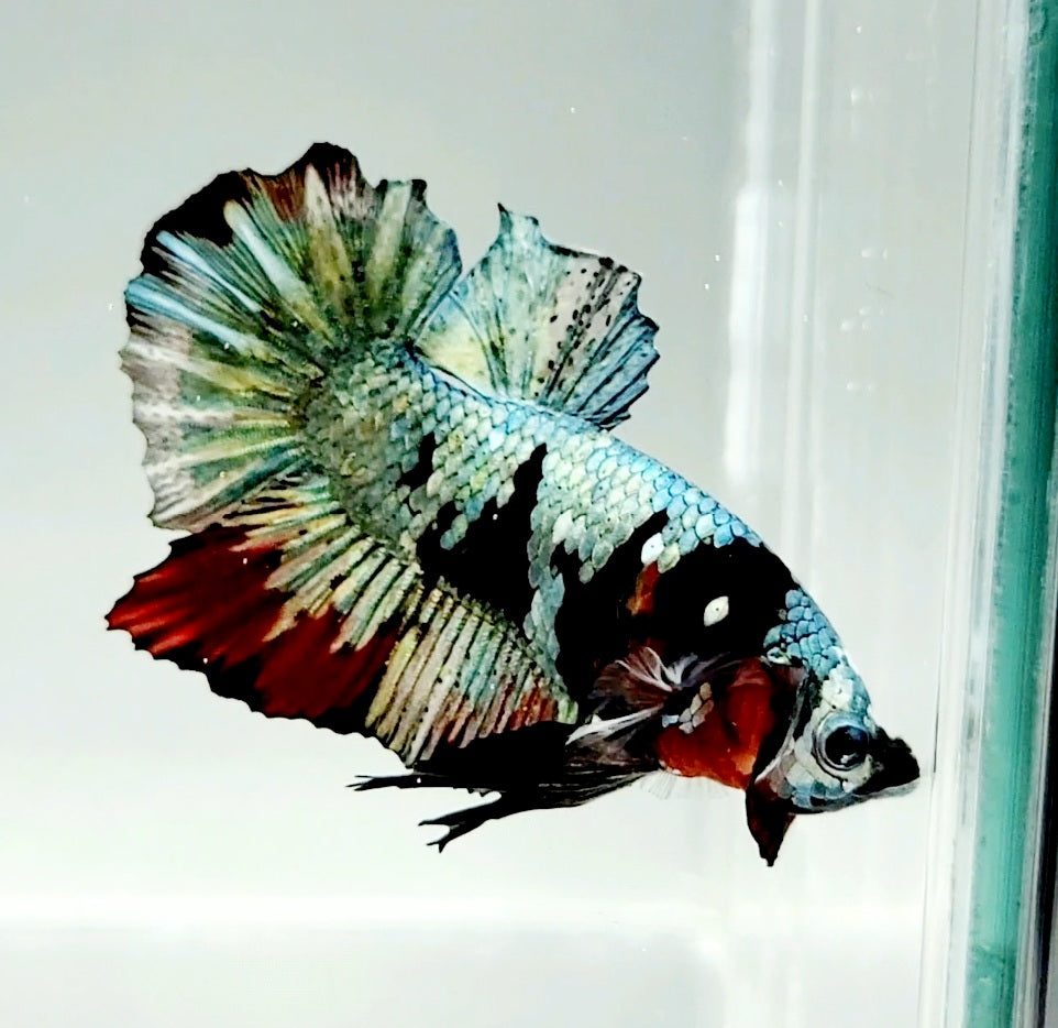 Red Copper Koi Male Betta Fish RC-0630 — JV Betta