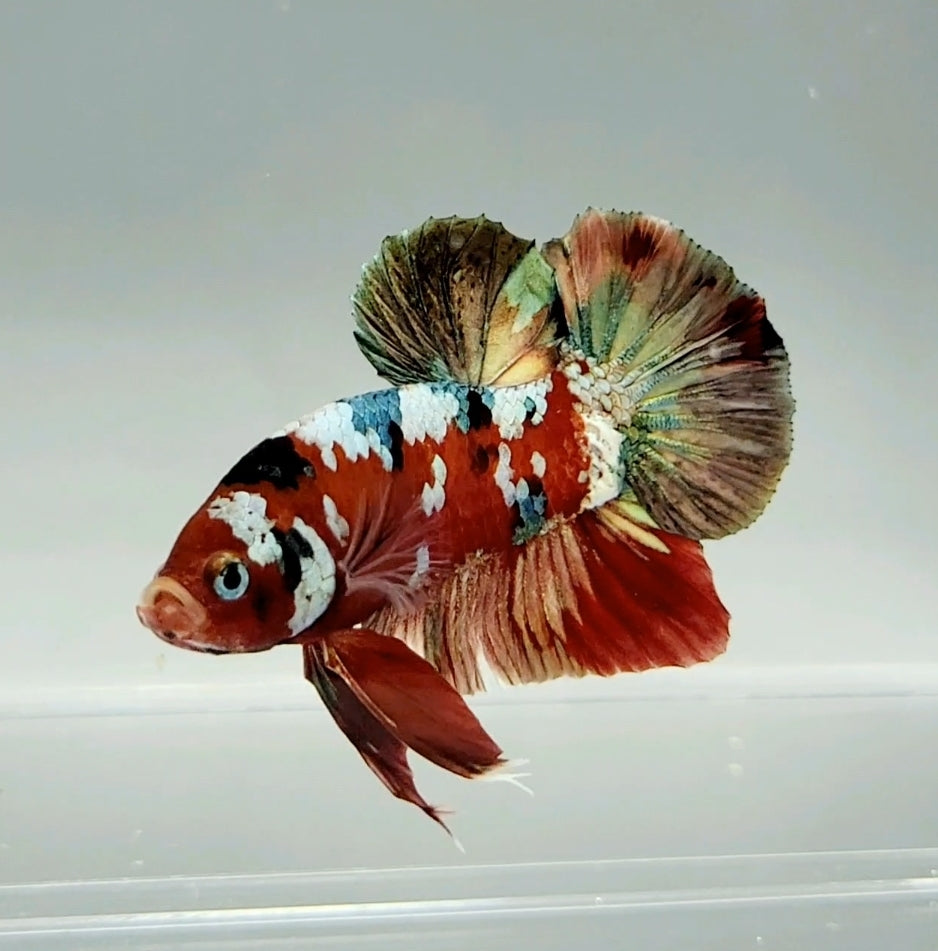 Red Copper Koi Male Betta Fish RC-0634 — JV Betta