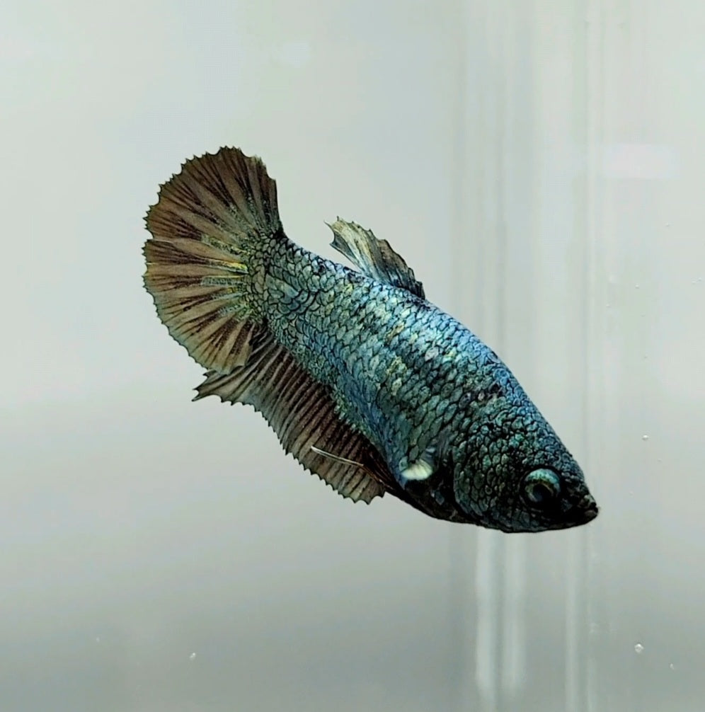 Copper Avatar Female Betta Fish AC-0647 — JV Betta
