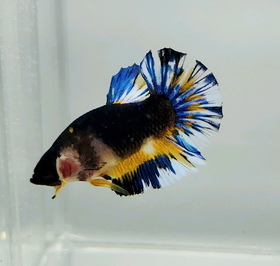 Yellow Hellboy Male Betta Fish YH-0675 — JV Betta