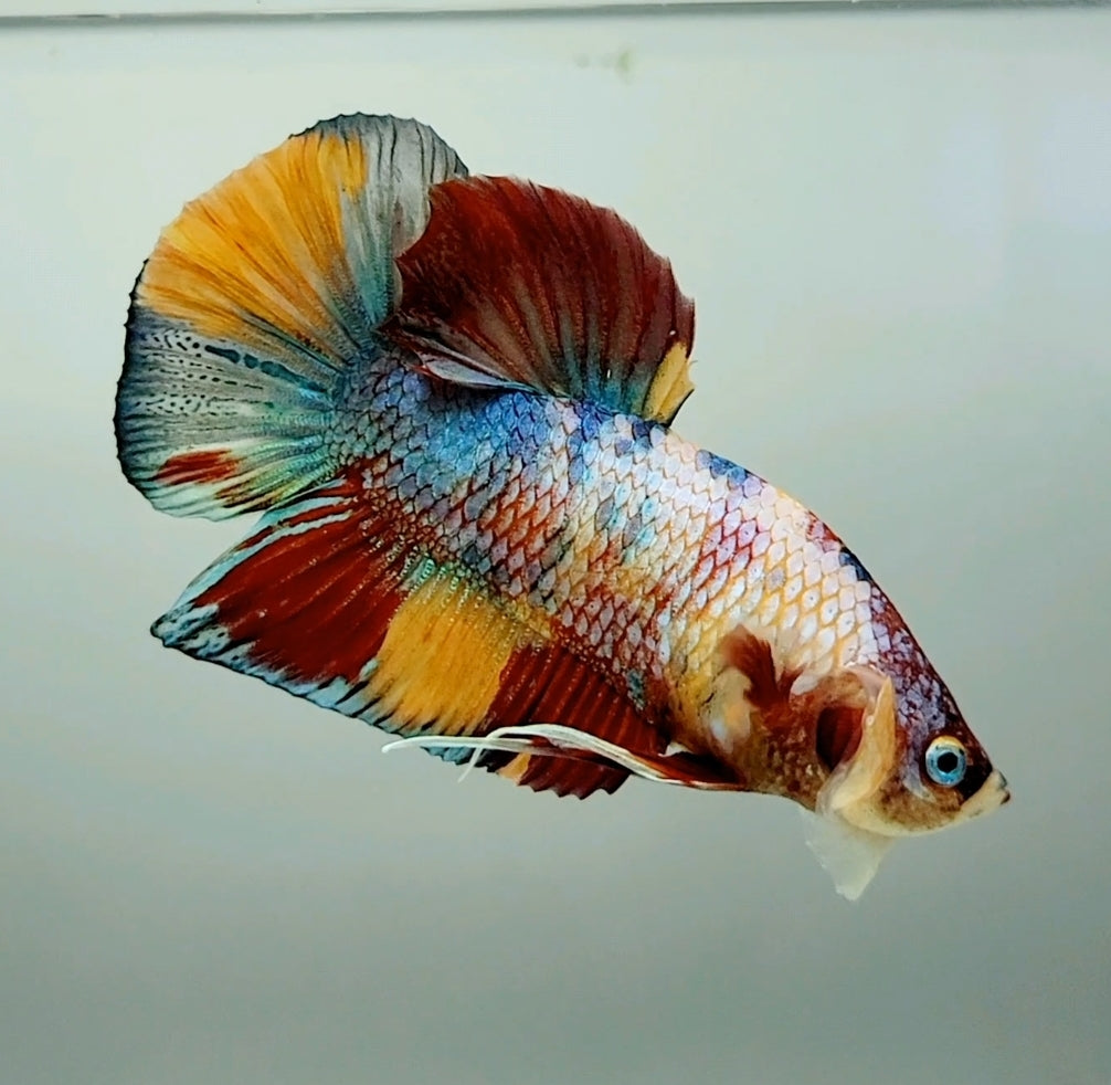 Candy Galaxy Koi Male Betta Fish GK-0685 — JV Betta