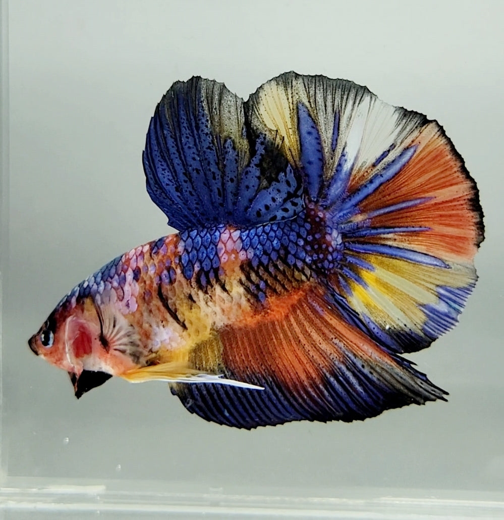 Giant Candy Galaxy Koi Male Betta Fish GB-0701 — JV Betta