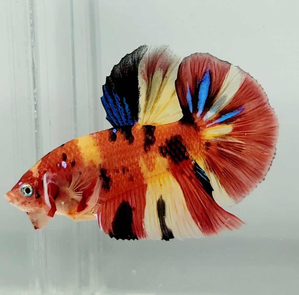 Giant Galaxy Nemo Koi Male Betta Fish GB-0702 — JV Betta
