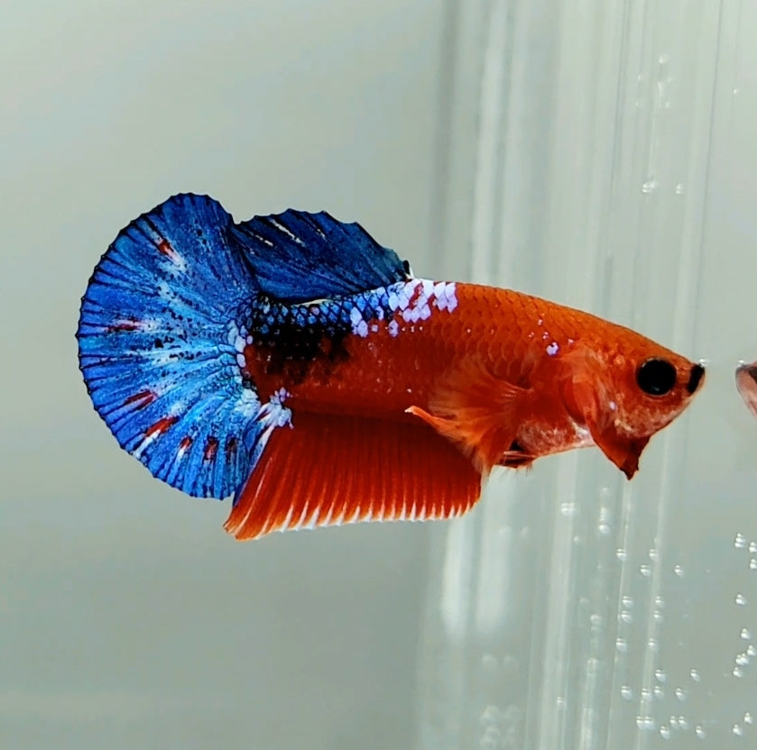 Hellboy Female Betta Fish HB-0705 — JV Betta