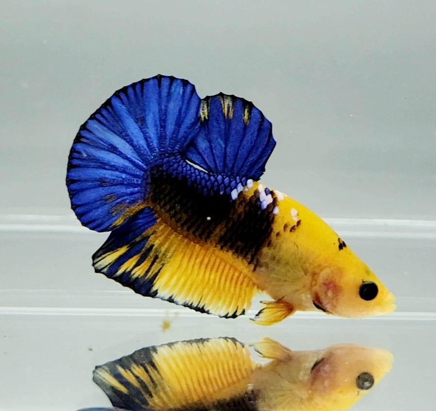 Yellow Hellboy Male Betta Fish YH-0709 — JV Betta