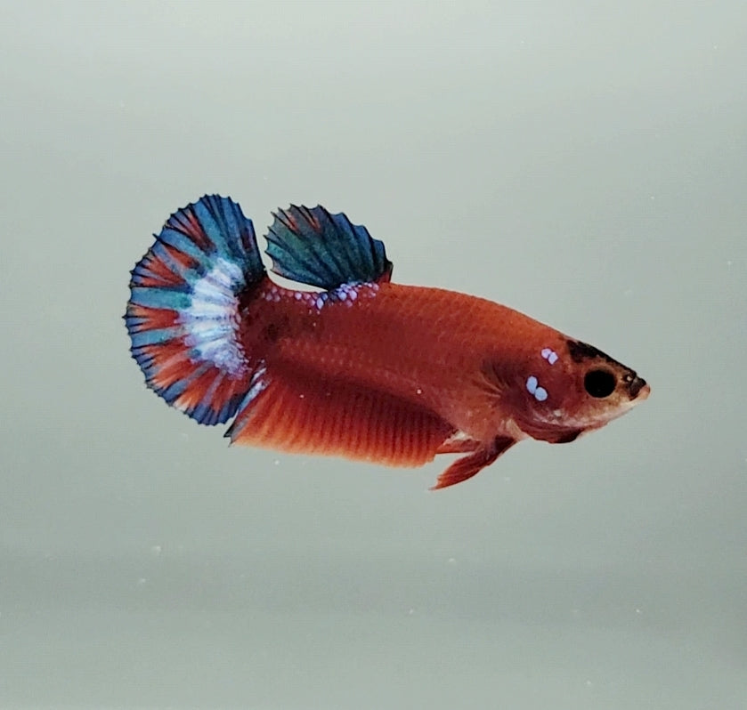 Hellboy Female Betta Fish HB-0710 — JV Betta