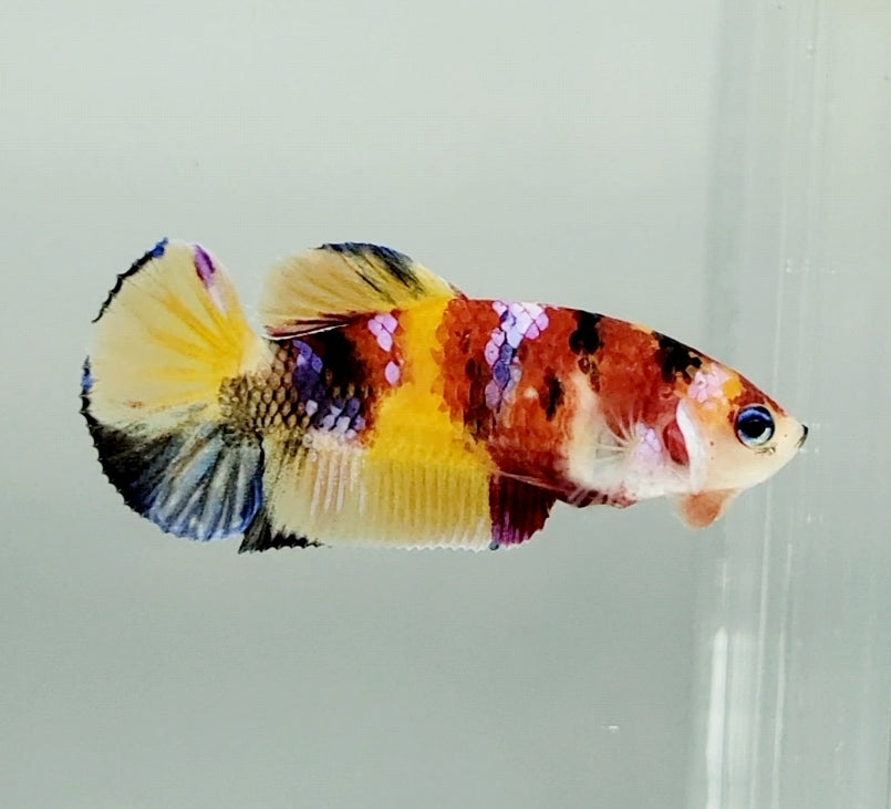 Candy Nemo Koi Female Betta Fish GK-0717 — JV Betta