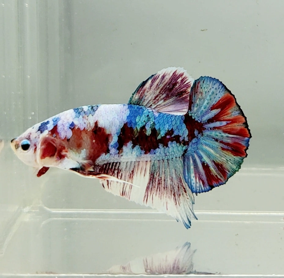 Galaxy Koi Male Betta Fish GK-0737 — JV Betta
