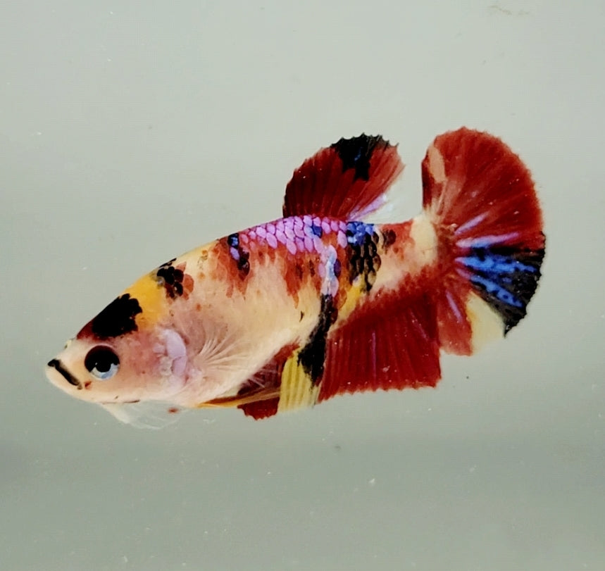 Candy Nemo Koi Female Betta Fish GK-0739 — JV Betta