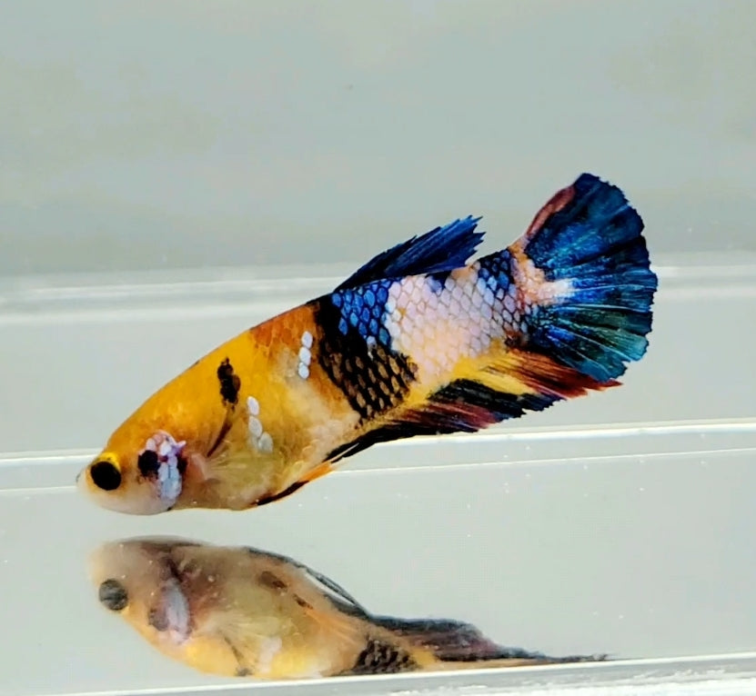 Galaxy Nemo Koi Female Betta Fish GK-0741 — JV Betta