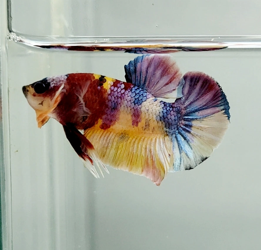 Candy Galaxy Koi Male Betta Fish GK-0748 — JV Betta
