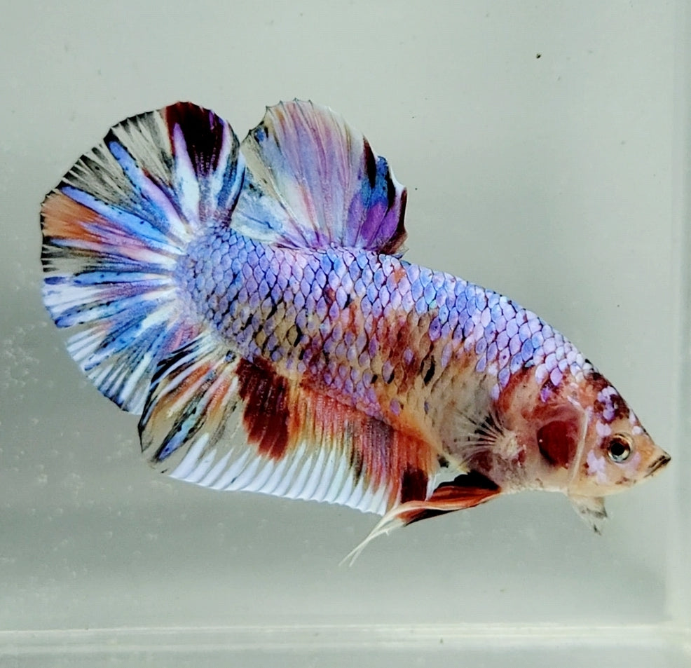 Giant Candy Rainbow Koi Male Betta GB-0754 — JV Betta