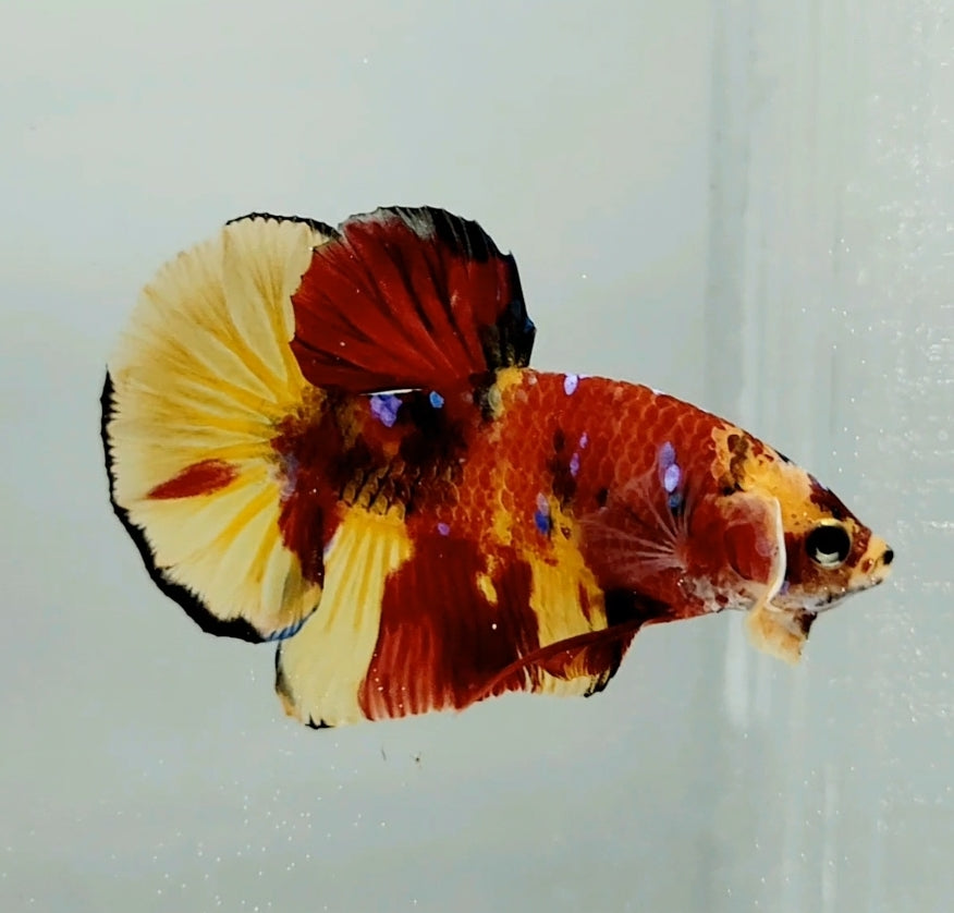 Galaxy Nemo Koi Male Betta Fish GK-0755 — JV Betta