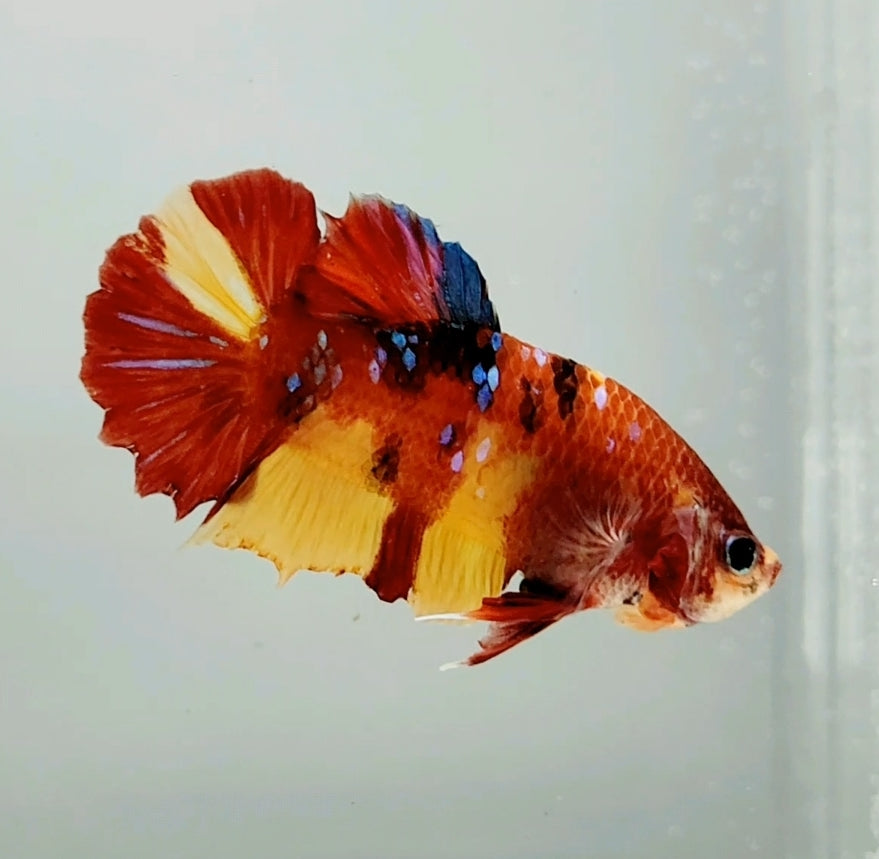 Galaxy Nemo Koi Female Betta Fish GK-0768 — JV Betta