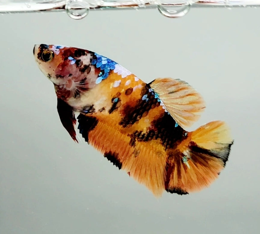 Galaxy Koi Female Betta Fish GK-0778 — JV Betta