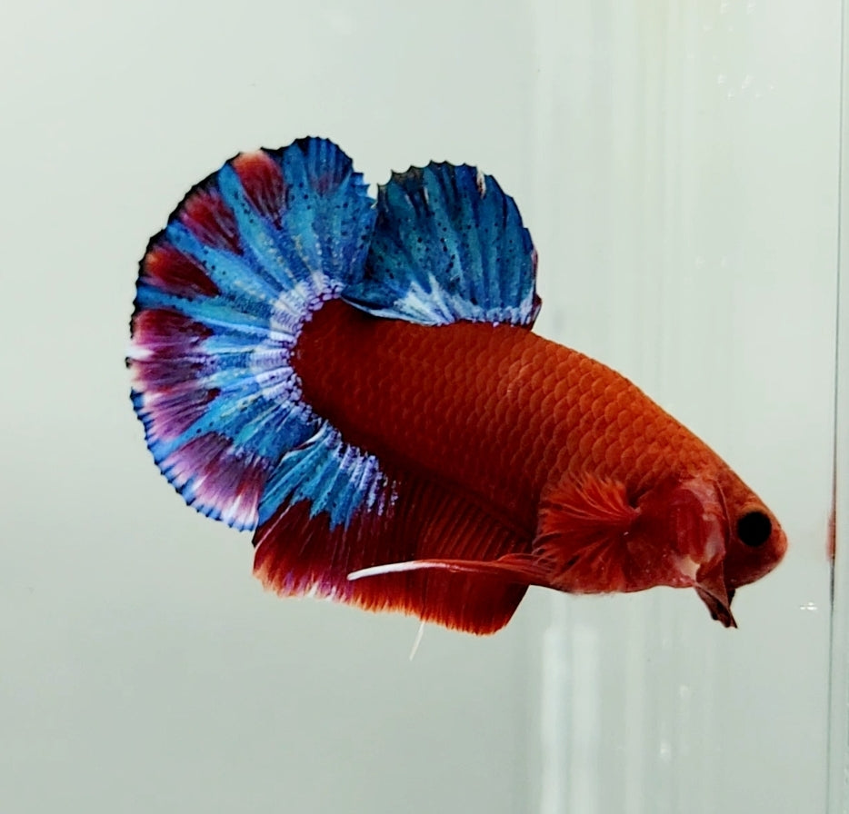 Hellboy Betta Fish Male HB-0804 — JV Betta