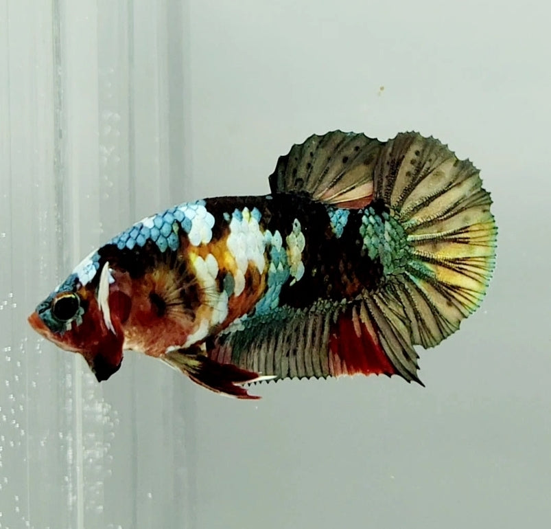 Red Copper Koi Female Betta Fish RC-0814 — JV Betta