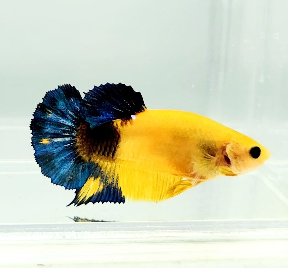 Yellow Hellboy Female Betta Fish YH-0819 — JV Betta