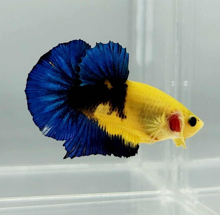 Yellow Hellboy Male Betta Fish YH-0826 — JV Betta