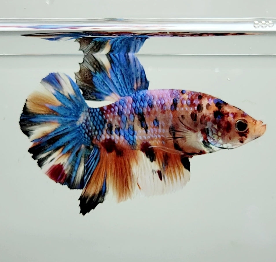 Giant Metallic Galaxy Koi Male Betta Fish GB-0851 — JV Betta