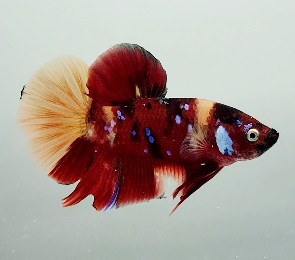 Giant Galaxy Koi Male Betta Fish GB-0853 — JV Betta