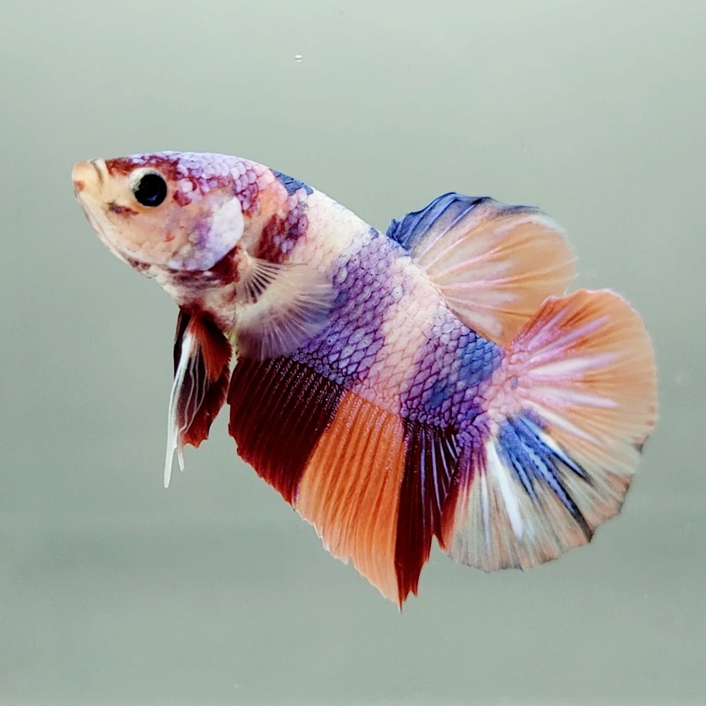 Giant Candy Galaxy Koi Male Betta Fish GB-0854 — JV Betta