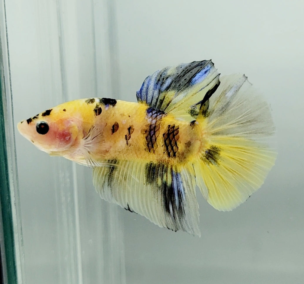 Giant Galaxy Koi Male Betta Fish GB-0857 — JV Betta
