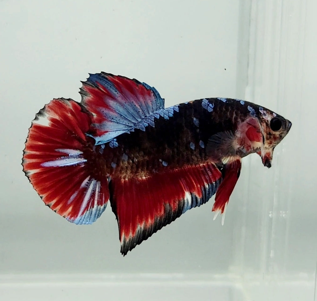 Giant Red Devil Koi Male Betta Fish GB-0864 — JV Betta