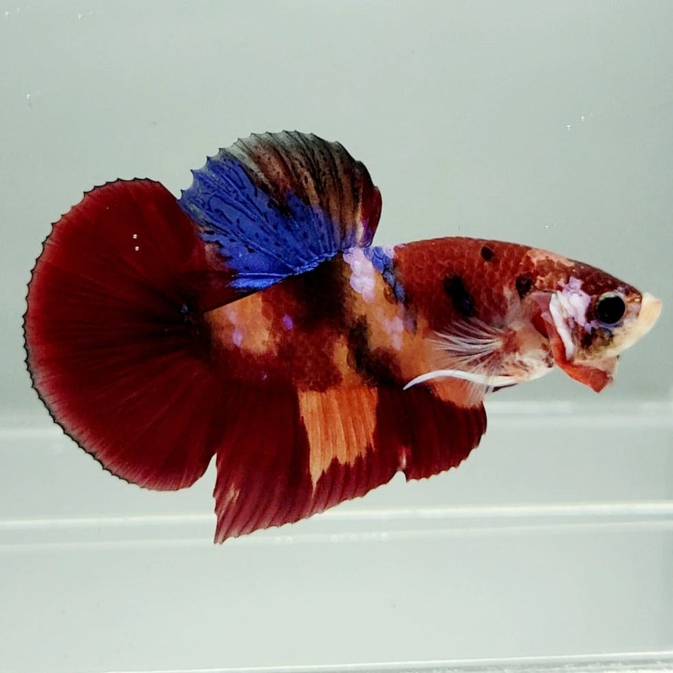 Giant Galaxy Koi Male Betta Fish GB-0867 — JV Betta