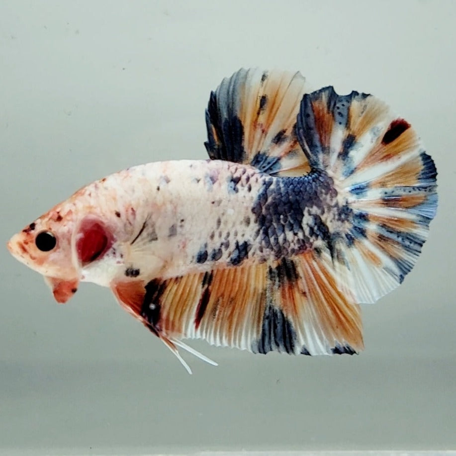 Giant Galaxy Koi Male Betta Fish GB-0870 — JV Betta