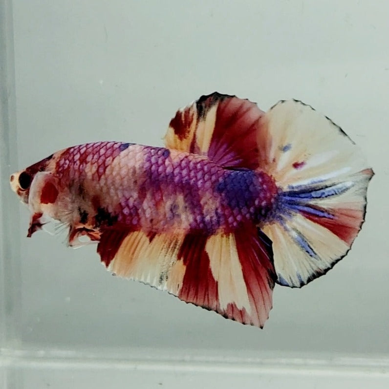 Giant Galaxy Koi Male Betta Fish GB-0871 — JV Betta