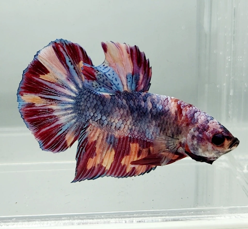 Giant Candy Tigerfin Koi Male Betta Fish GB-0873 — JV Betta